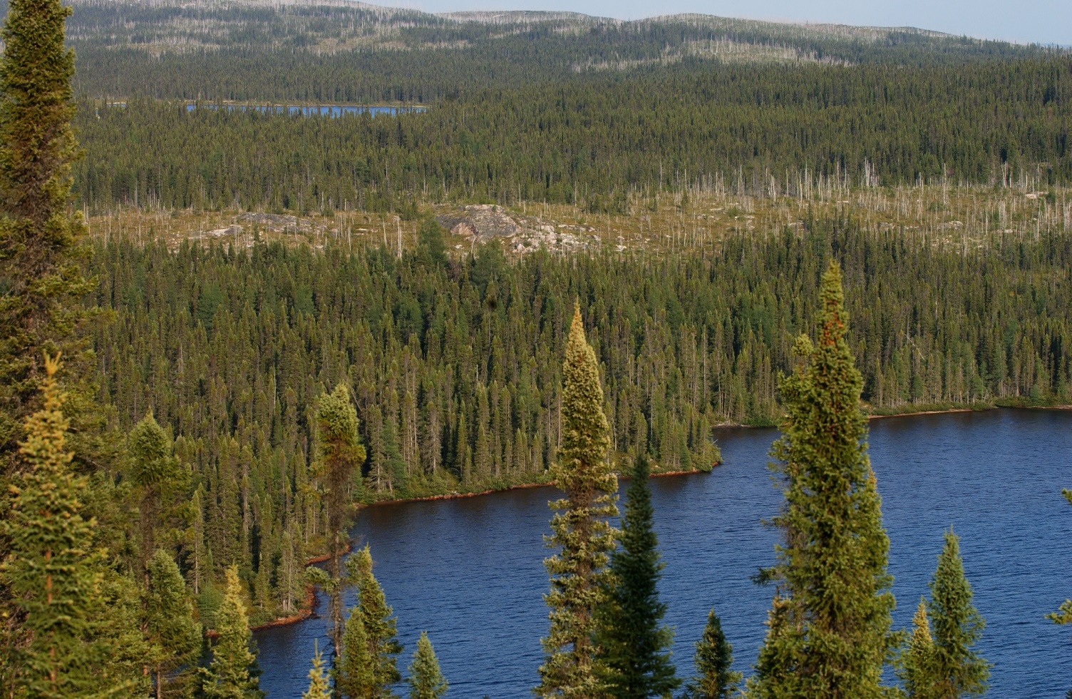 Logging according to nature in Canada’s Boreal Forest - thegreenpages